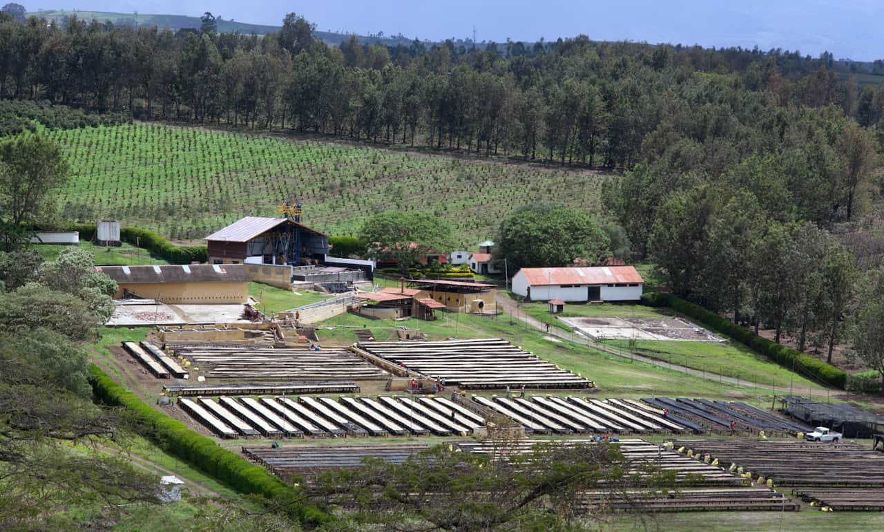 On Producing Coffee in Tanzania with Jan E. Bolte