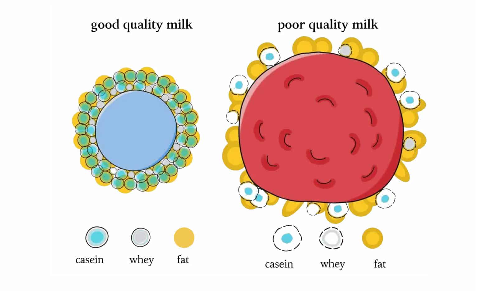 What Should Every Barista Know About Competition Milk?